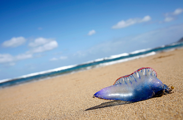 Australian Beaches: How to Enjoy them Safely